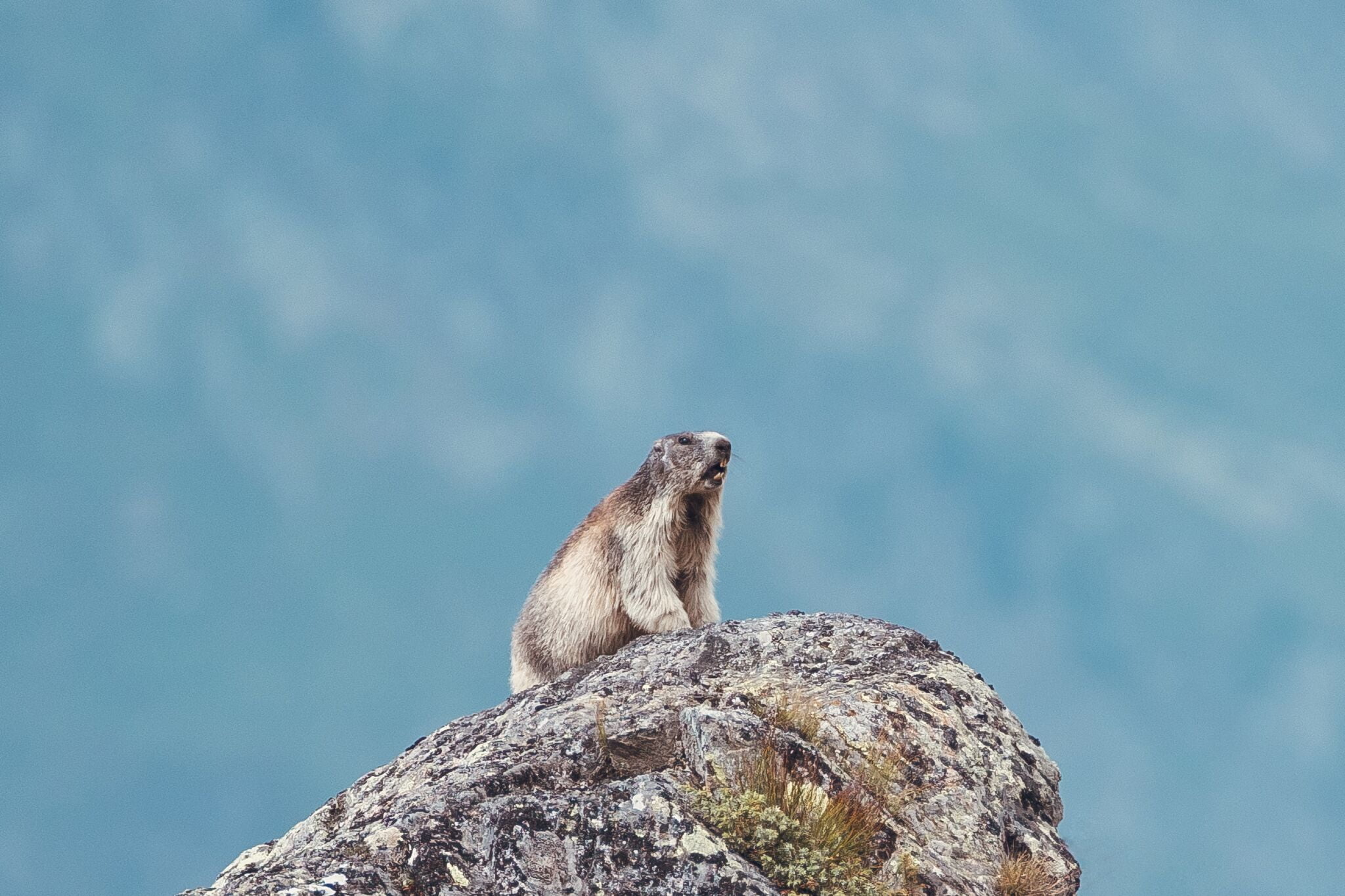 Animaux emblématiques de montagne à observer en randonnée
